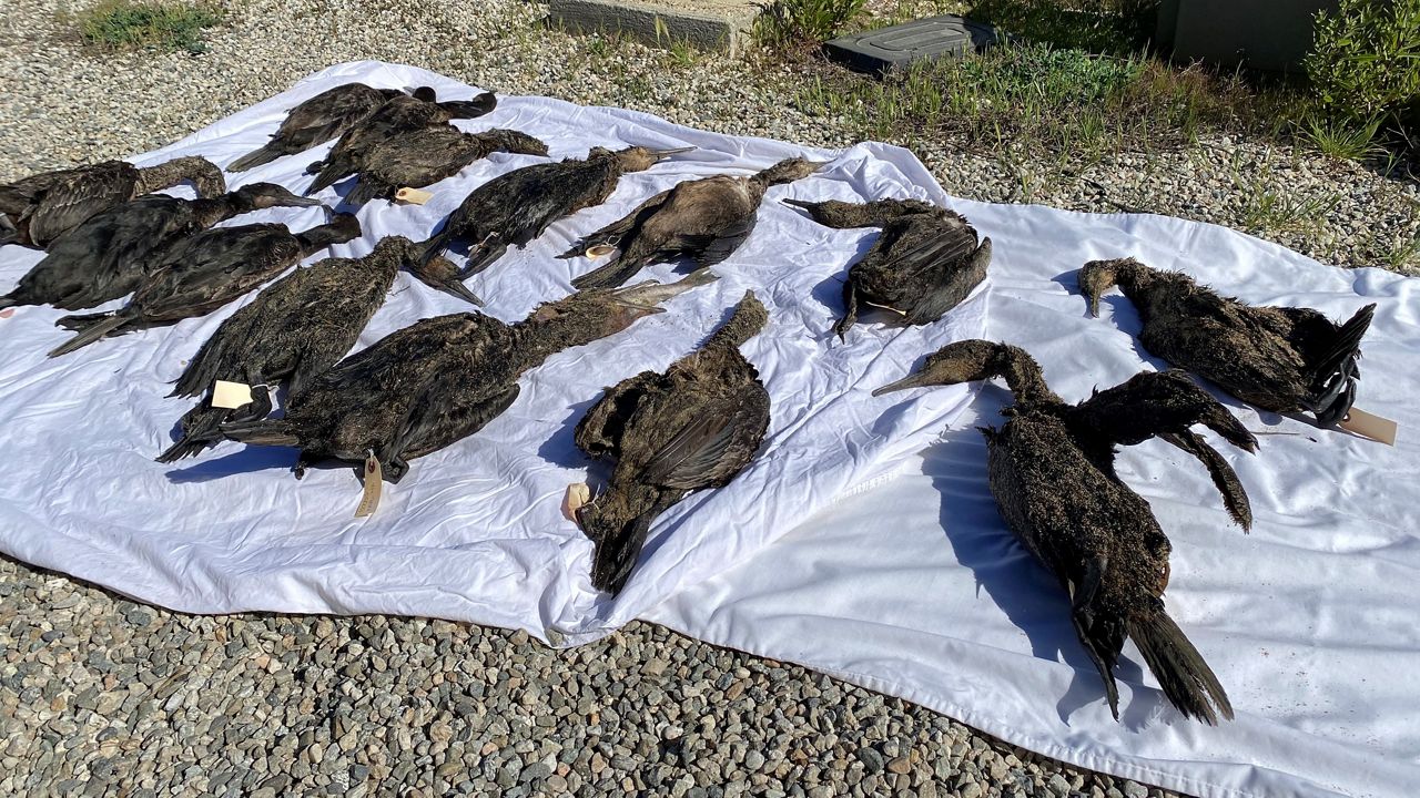 Dead marine birds showing up on beaches in SoCal