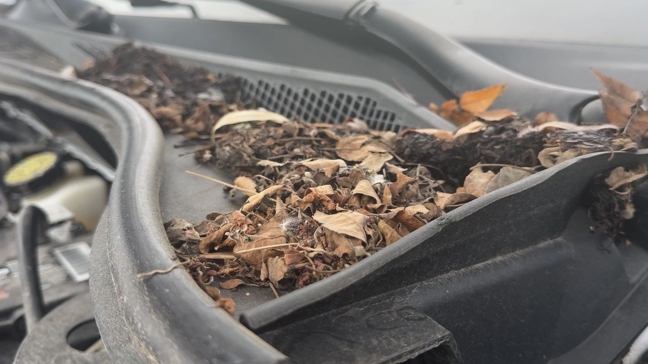 Tips to stop rodents from infesting, damaging your car