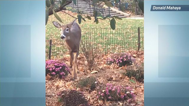 Deer Spotted in Harlem Park