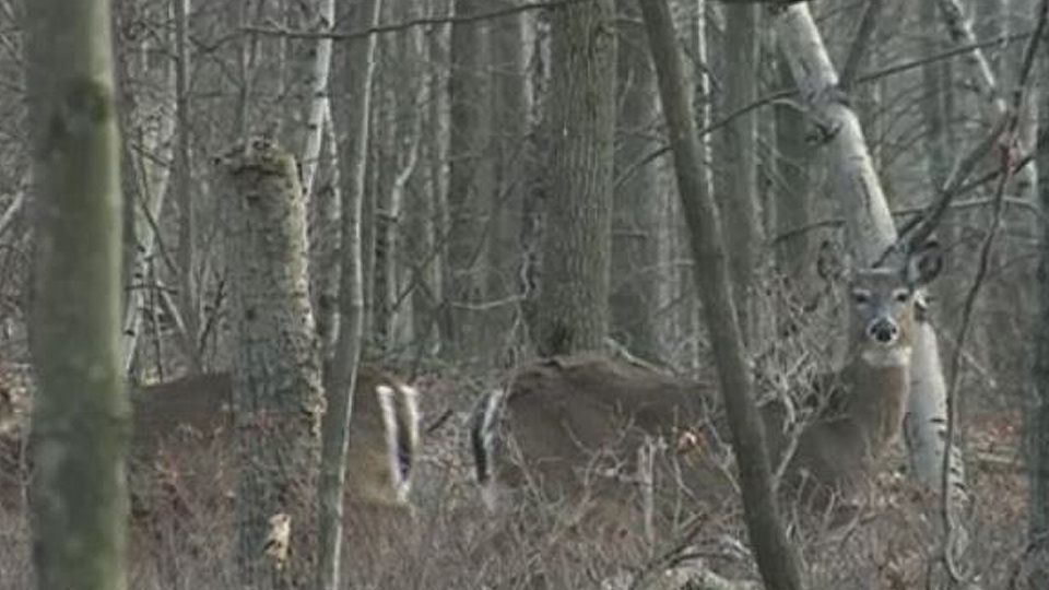 DeWitt approves deer management plan