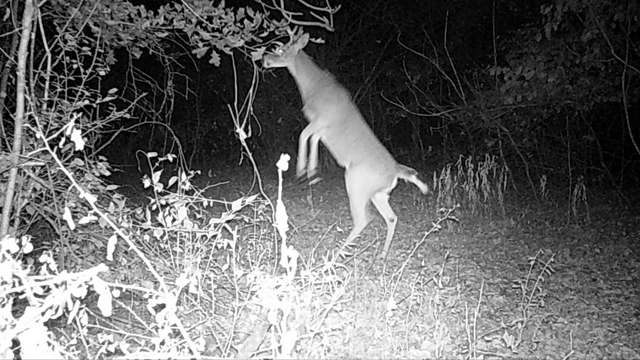 What to do if you strike a deer