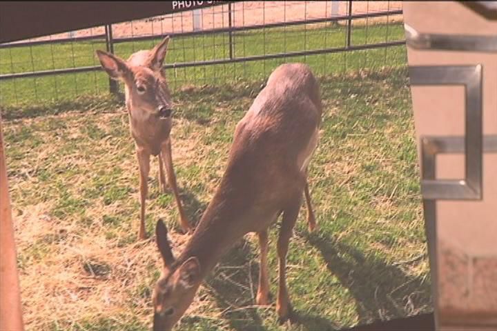 Madison County Woman Takes DEC to Court to Save 2 Deer She Rescued