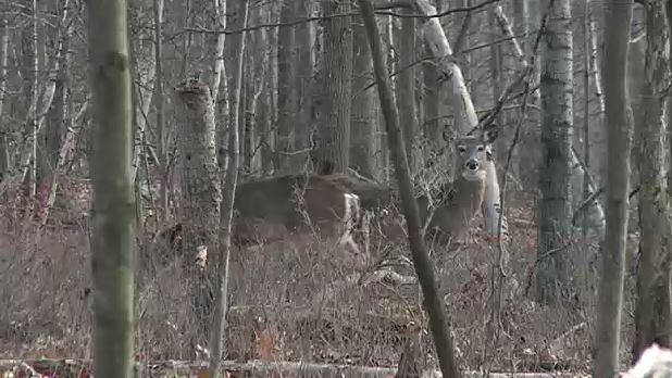 Deer Management Permits Available to Control Deer Population