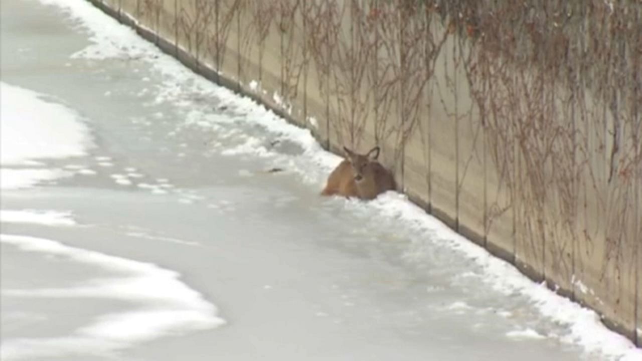 Deer Stuck on Ice Near Main St. Bridge in Rochester