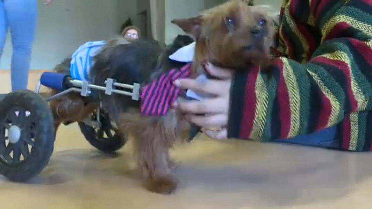 These Disabled Dogs Are Help Students Work Through Their Challenges