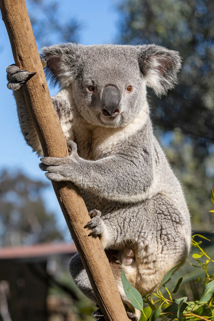 Say 'G'Day y'all' to Louisville Zoo's new Australian guests