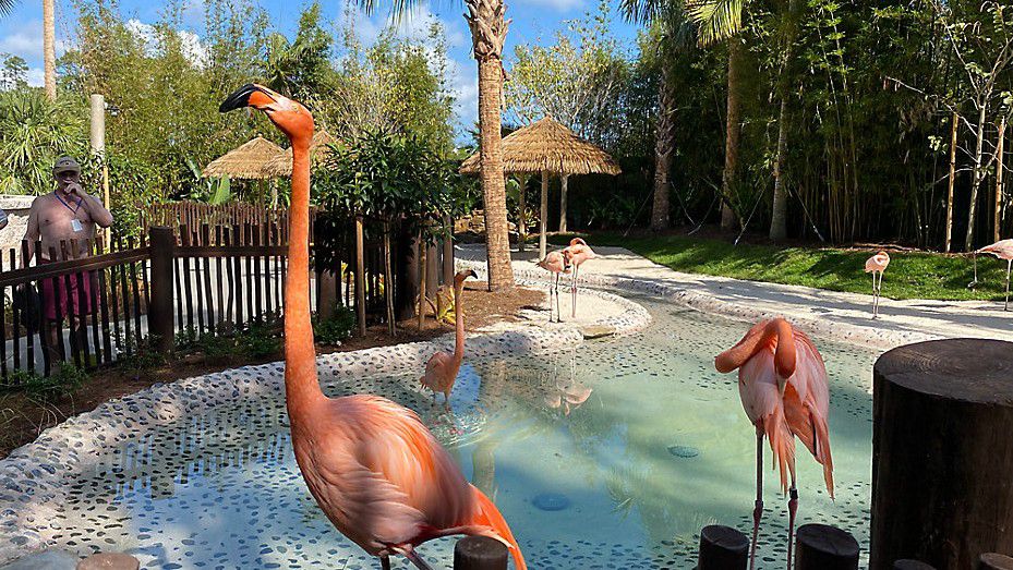 5 things to know about the new Flamingo Point habitat