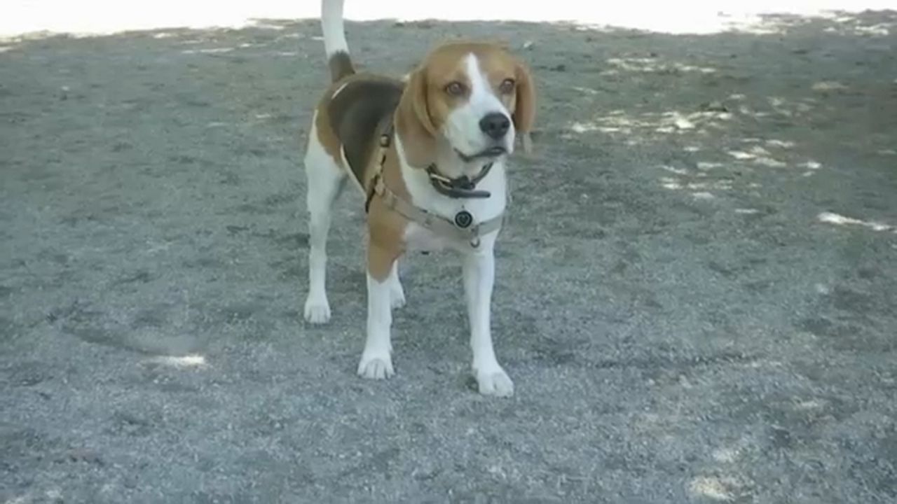 New tool helps Rochester pet owners find new homes for their animals
