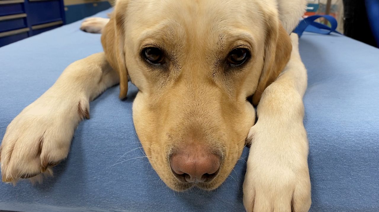New facility dog brings comfort to trauma department patients at McLane ...
