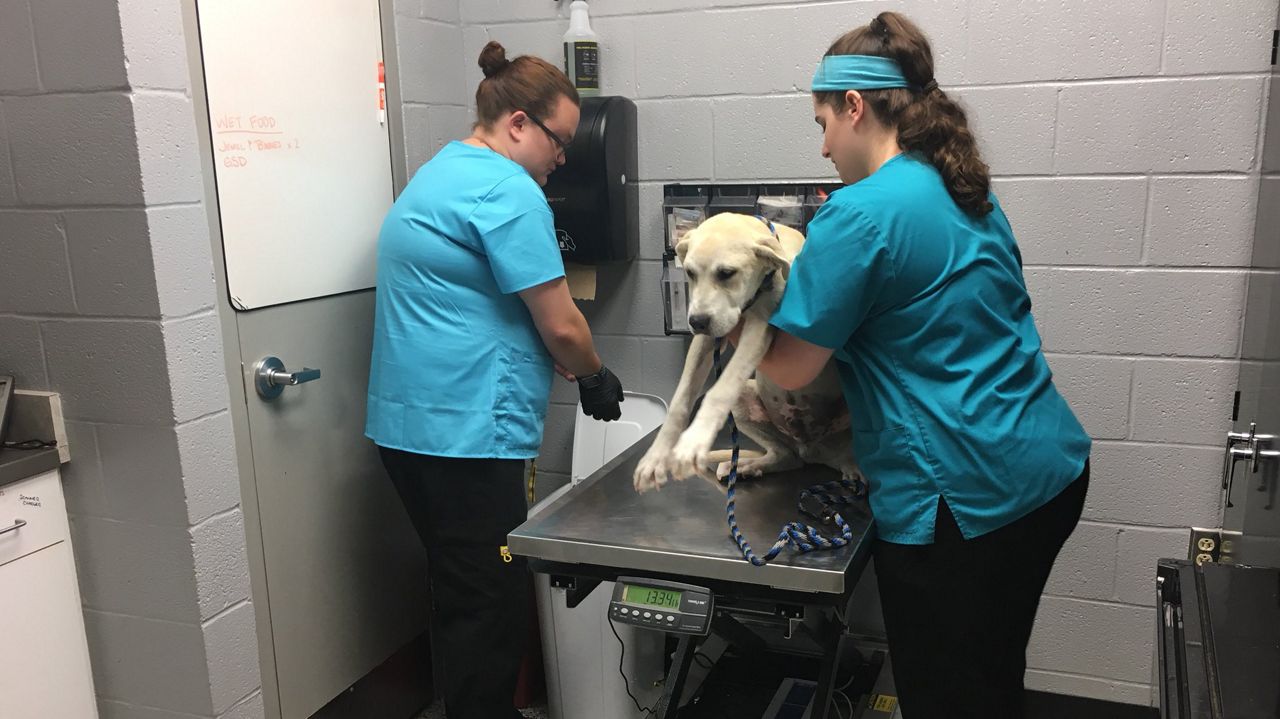 Parts of Sandhills sees rise in rabies
