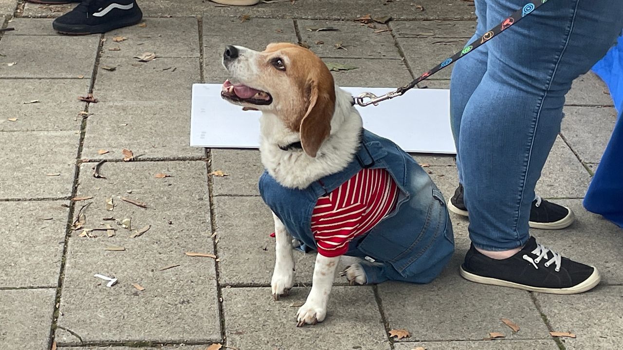 Covington Independence Day Dog Parade