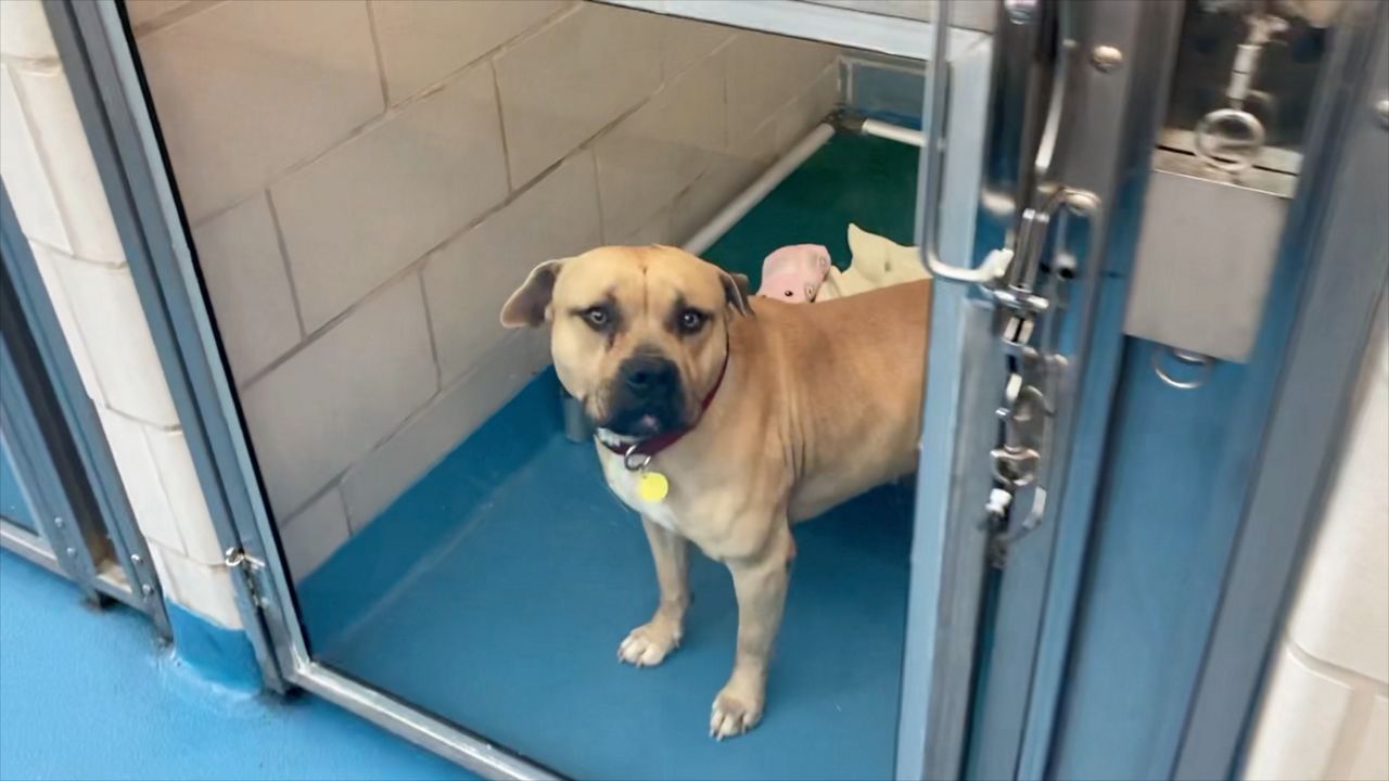 Is It Animal Abuse To Leave Your Dog Outside