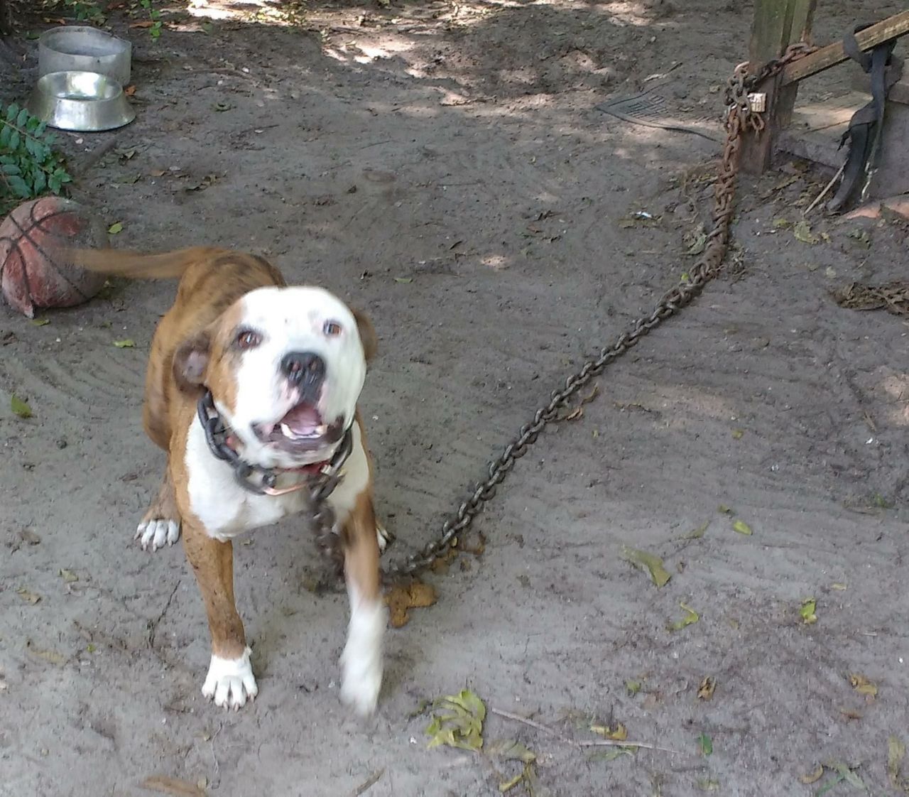 Craven County approves new dog tethering ordinance