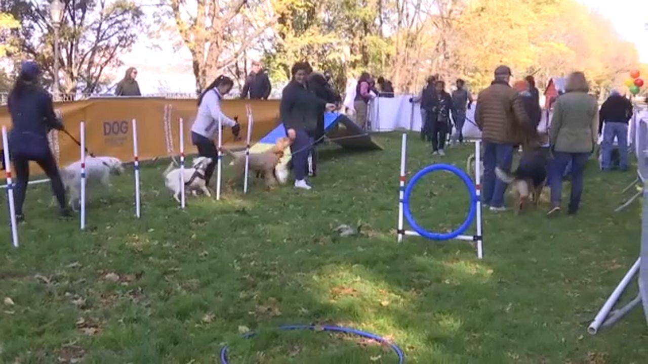 Dog Fest raises money for Upper West Side dog run