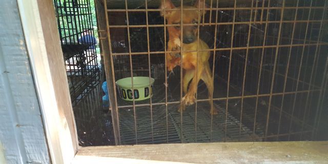 35 dogs seized from breeding operation in Statesville