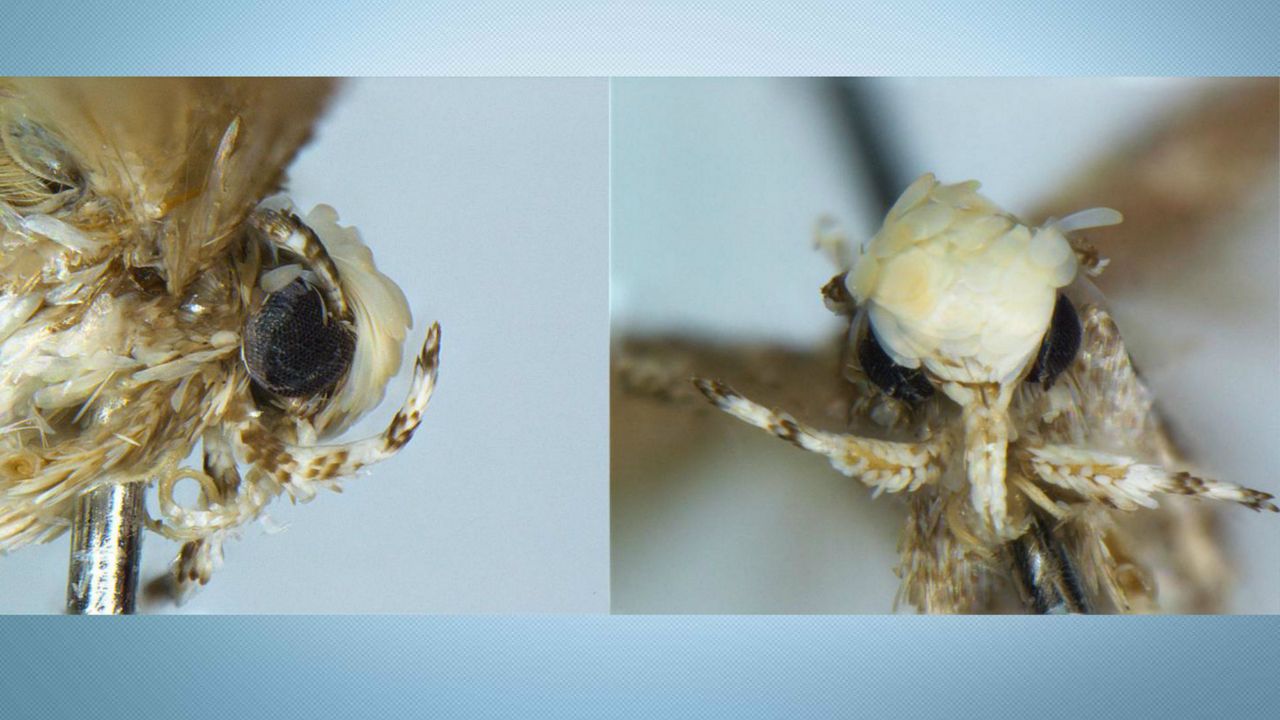 Newly Discovered Moth Species Named for President-Elect Trump