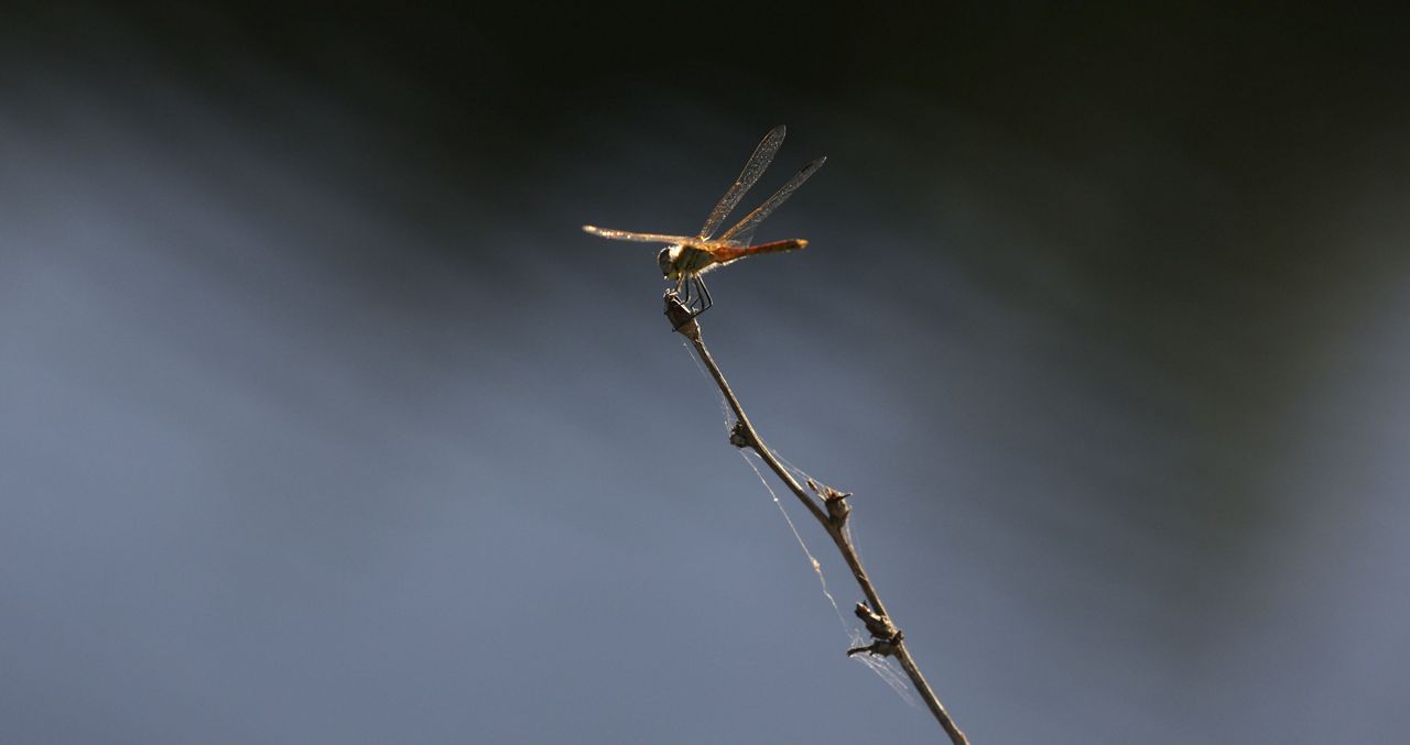 Rare Dragonfly Spotted Near Reservoir In Catskills