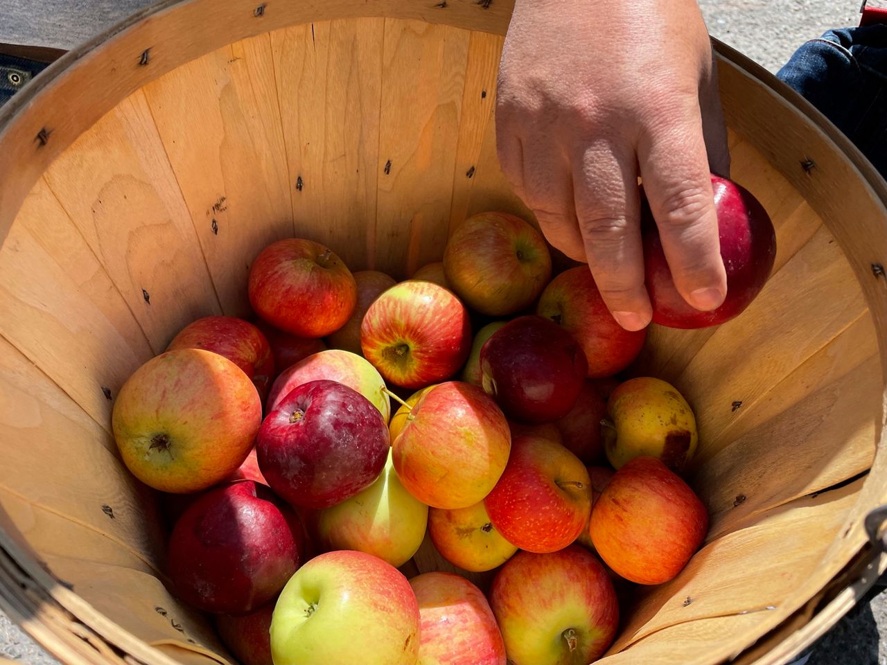 Apple season and drought conditions