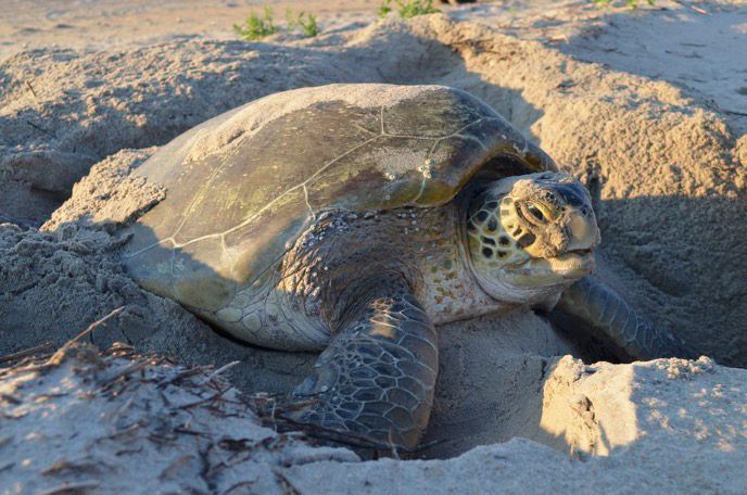 Threatened Sea Turtle Run Over While Nesting on Outer Banks