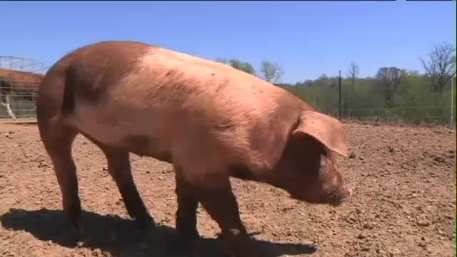 Duke Energy Signs 2nd Deal to Get Electricity From Pig Poop