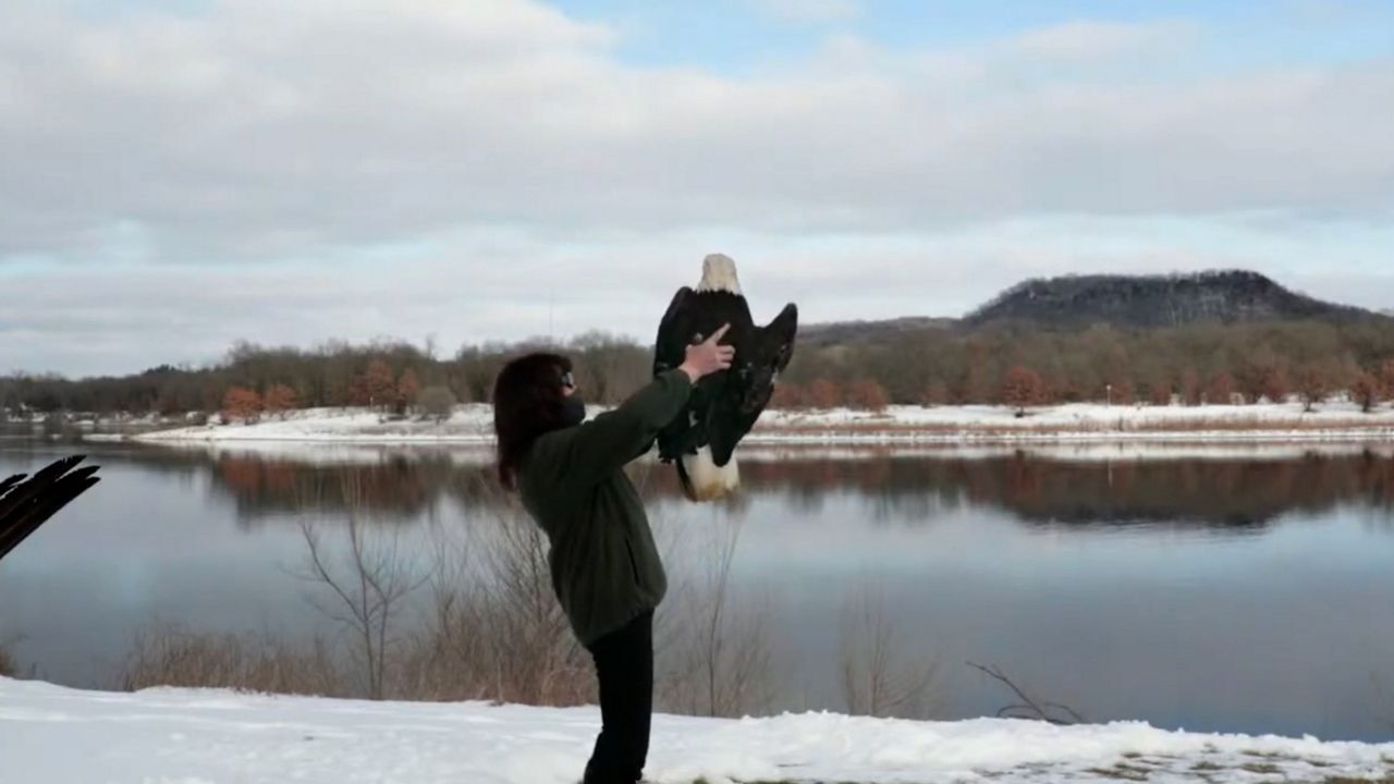 Eagle Watching Days Moves to Virtual Experience
