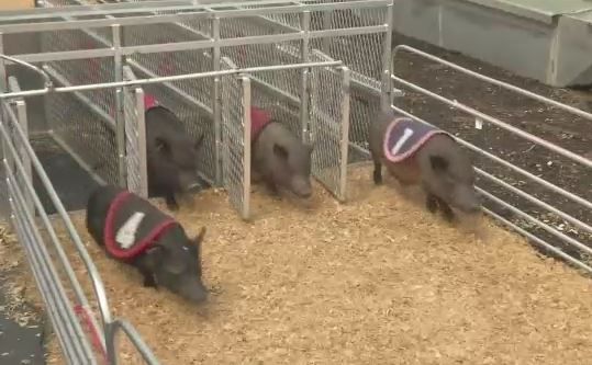 Political Pigs Race for Pride and Prestige