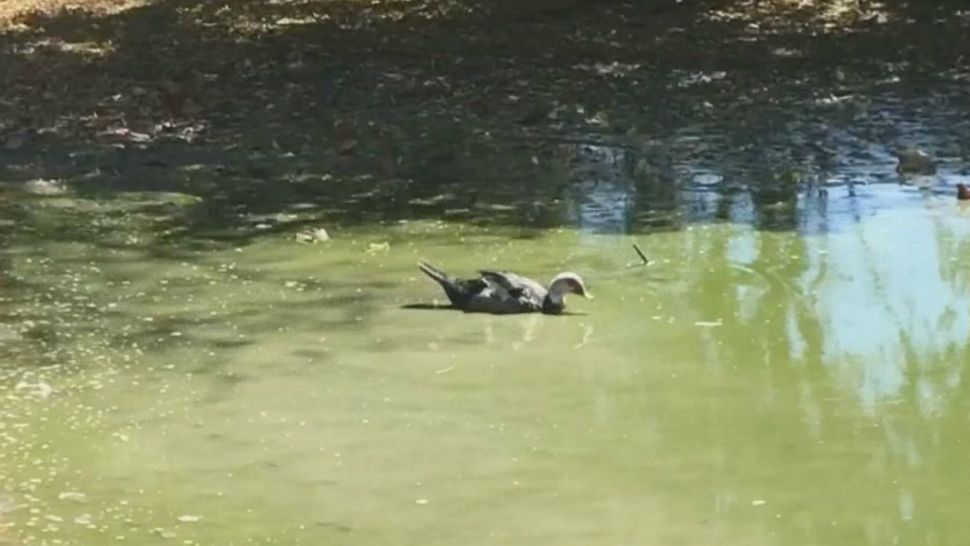 Neighbors working to save Eden Duck Pond