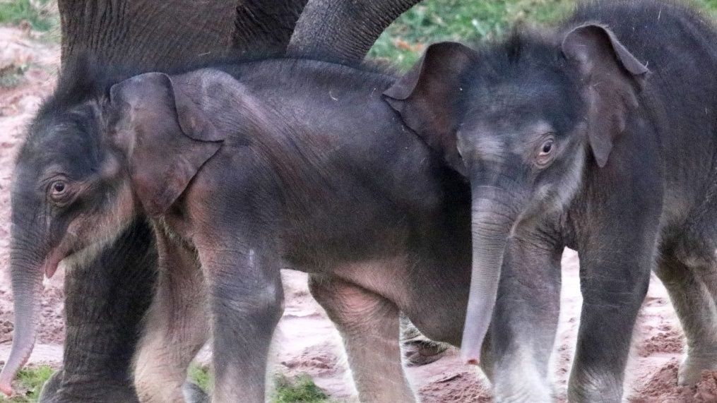 Meet the team that helped deliver rare twin elephants