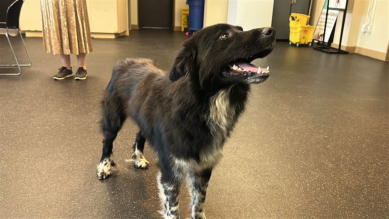 Kentucky Humane Society partakes in 'Empty the Shelters'