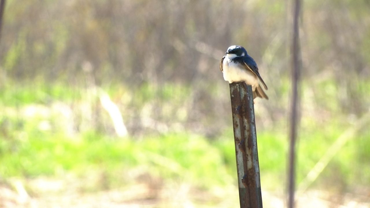 UN Report says humans putting one million species in danger