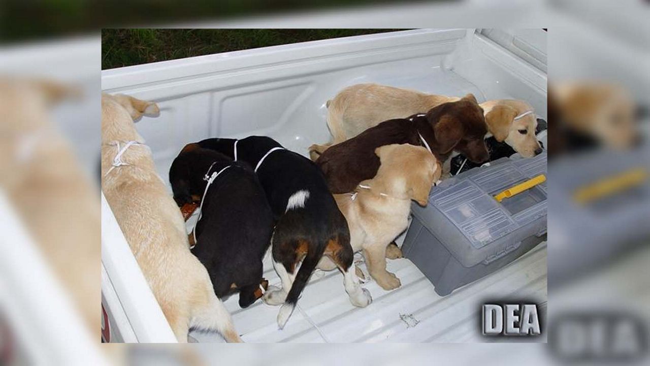 Veterinario que implantó cocaína en perros condenado