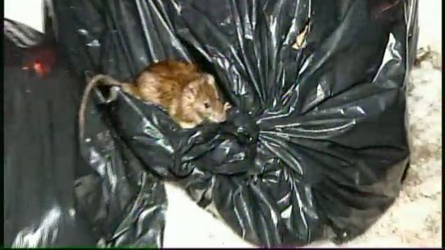 Las ratas llevan consigo pulgas que pueden transmitir graves enfermedades