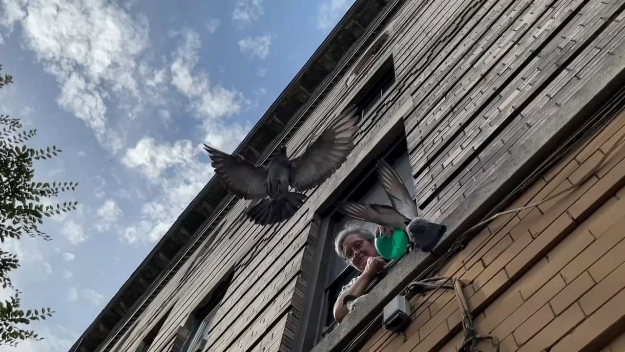 Latinos Sunset Park: Letty Ramírez y las palomas