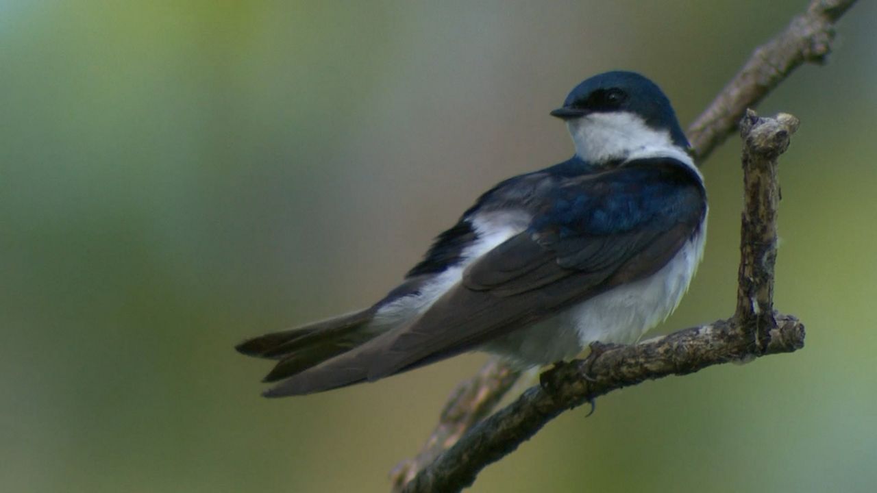 Exploring Ohio: Spring bird migration