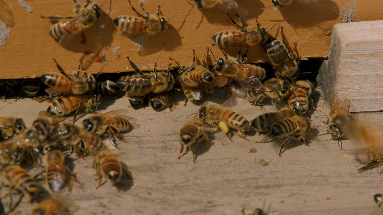 Exploring Ohio: Backyard beekeeping