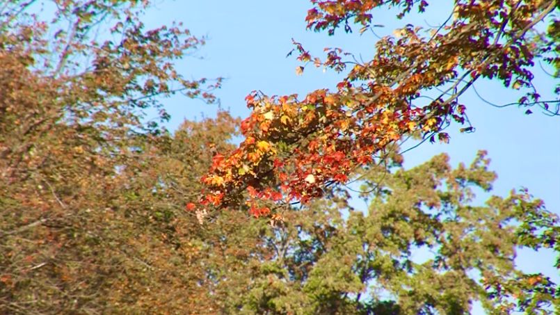 Experts say to expect muted fall foliage this year