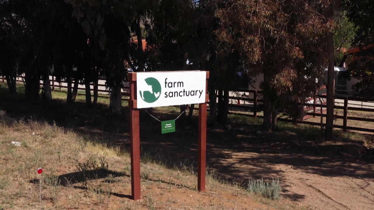 Saving farm animals at Farm Sanctuary