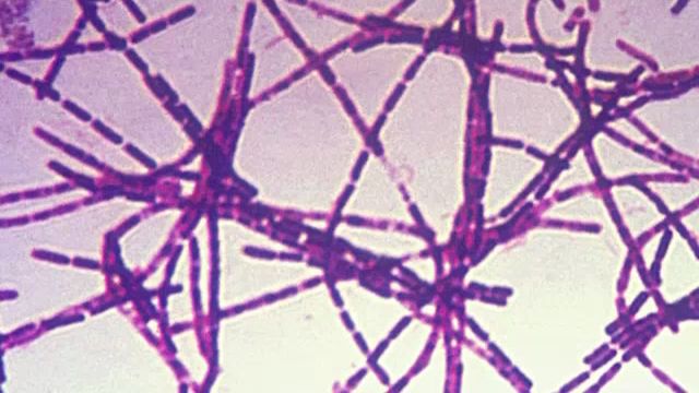 FDA Approves New Treatment to Fight Anthrax