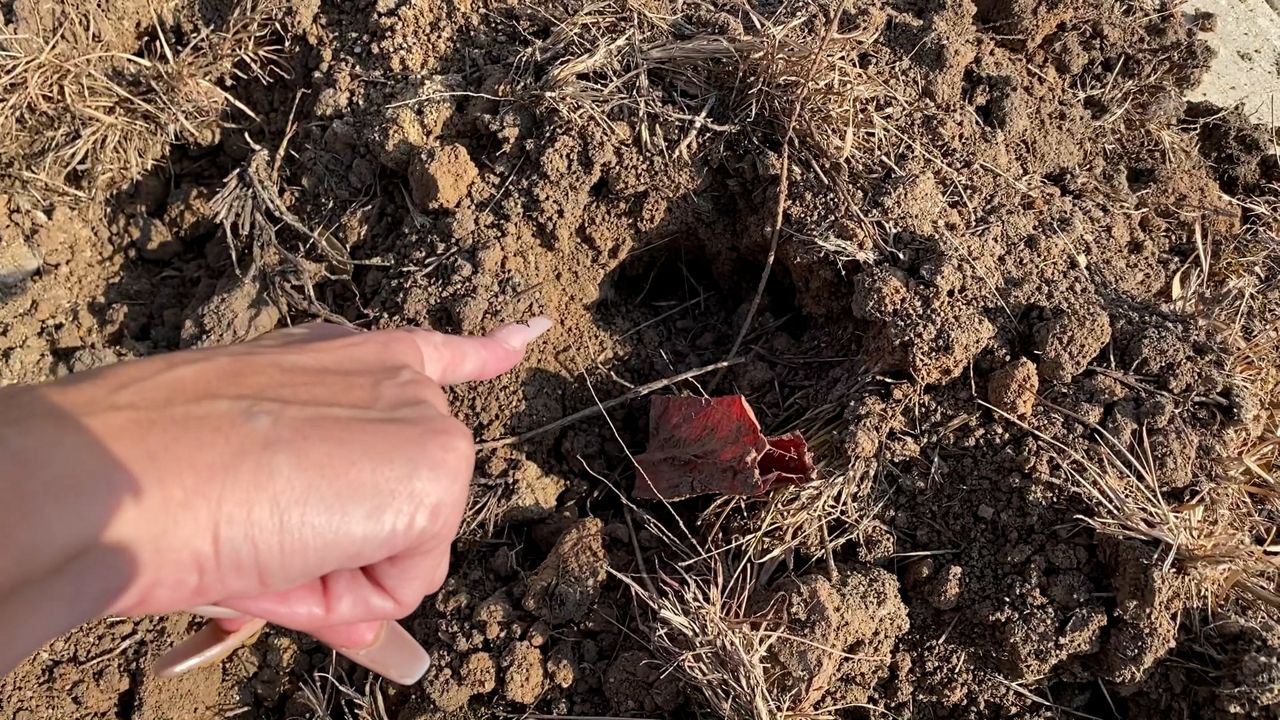 Feral hogs causing damage in Texas