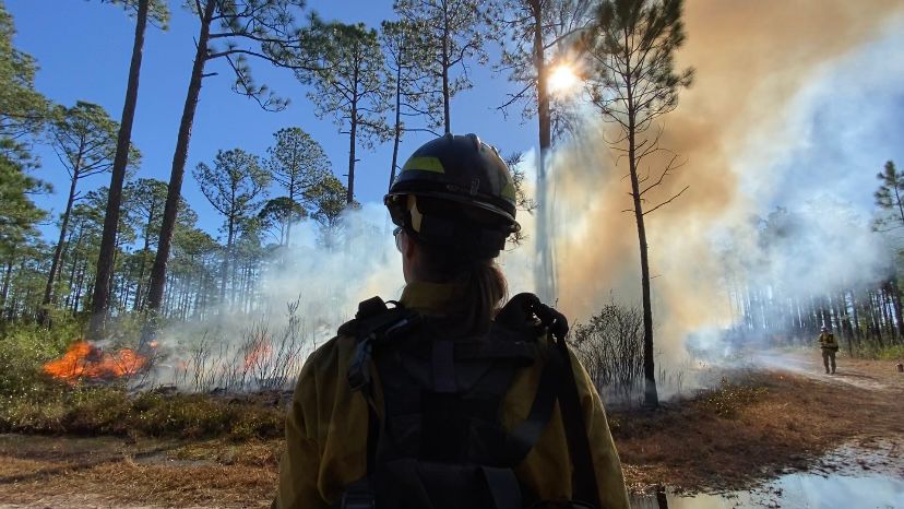 A forest fueled by fire