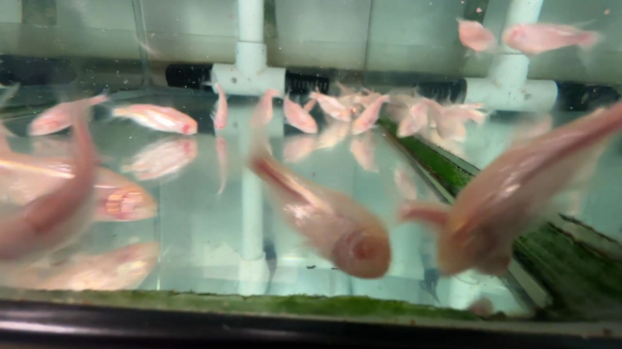 Study: Fish taste buds outside body could help humans