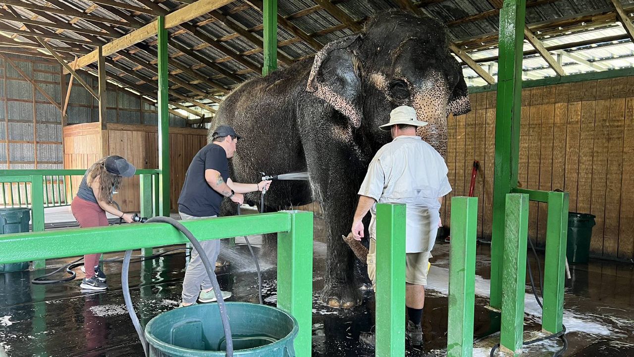 Conservation for elephants is key in Myakka City