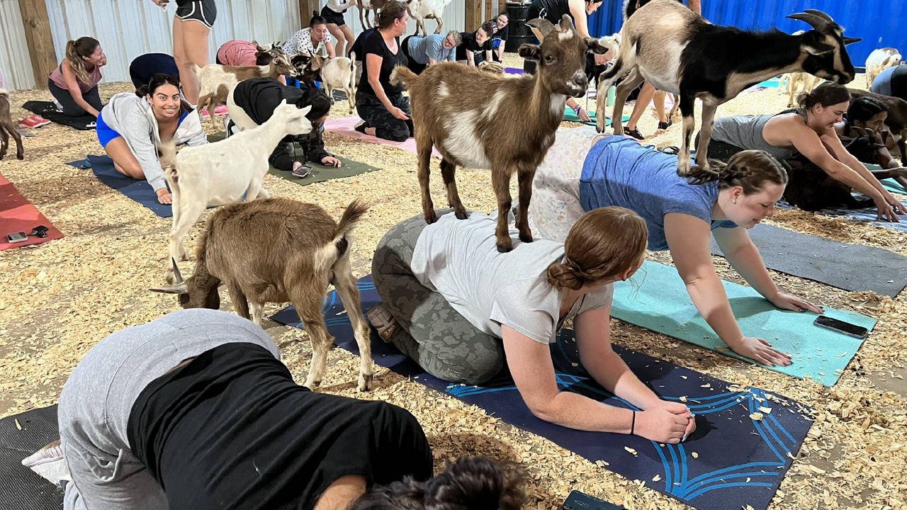 Grady Goat Foundation offers weekend yoga classes