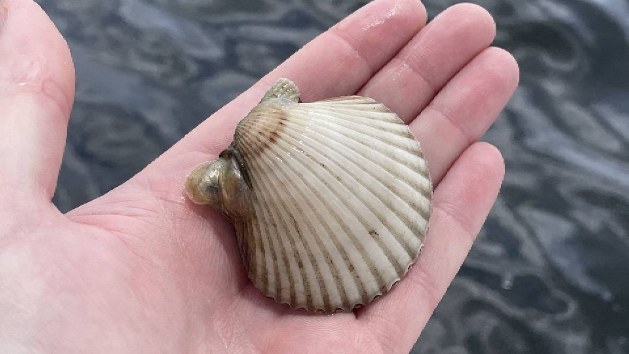 Divers return to scalloping off Pasco’s coast