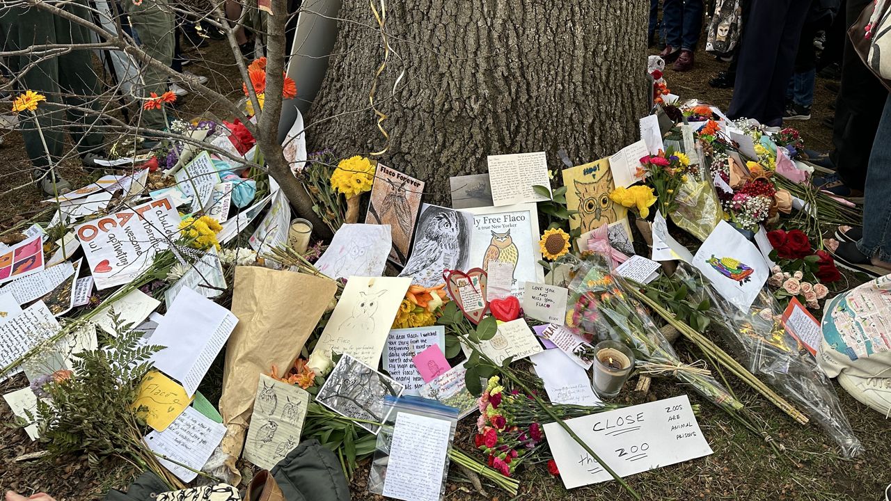 Fans say goodbye to Flaco the owl in Central Park memorial