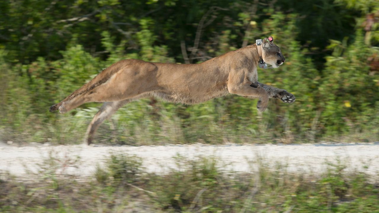 2024 the deadliest year for the Florida panther since 2016
