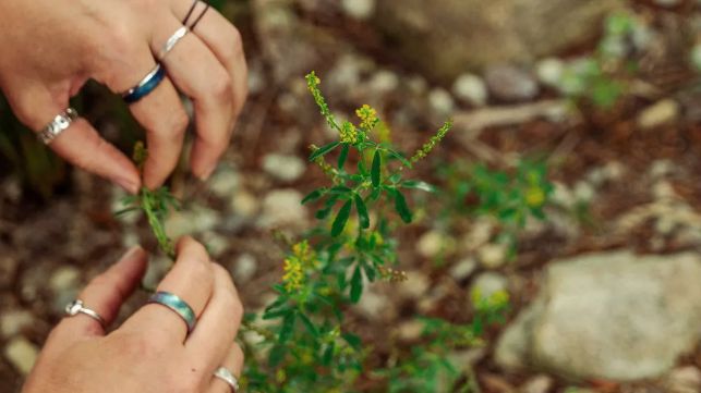 How to forage for food in LA's wilderness