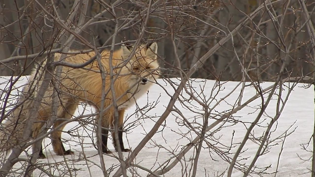 NY environmental officials, police probe fox attacks