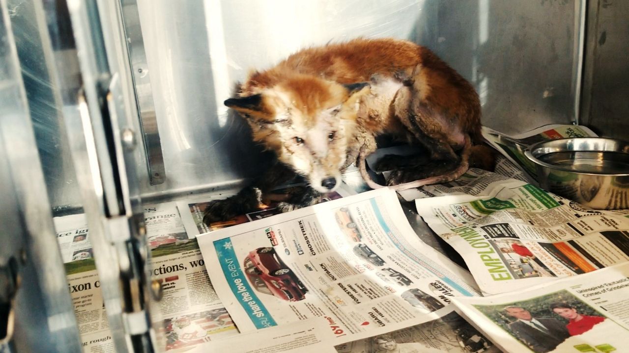 Injured Fox on Road to Recovery