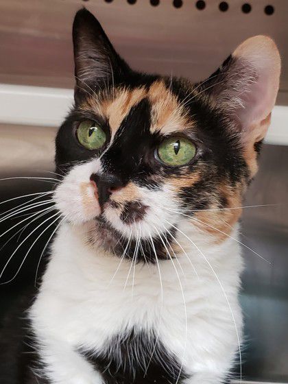 Summit Humane Society offers vets free animal adoptions